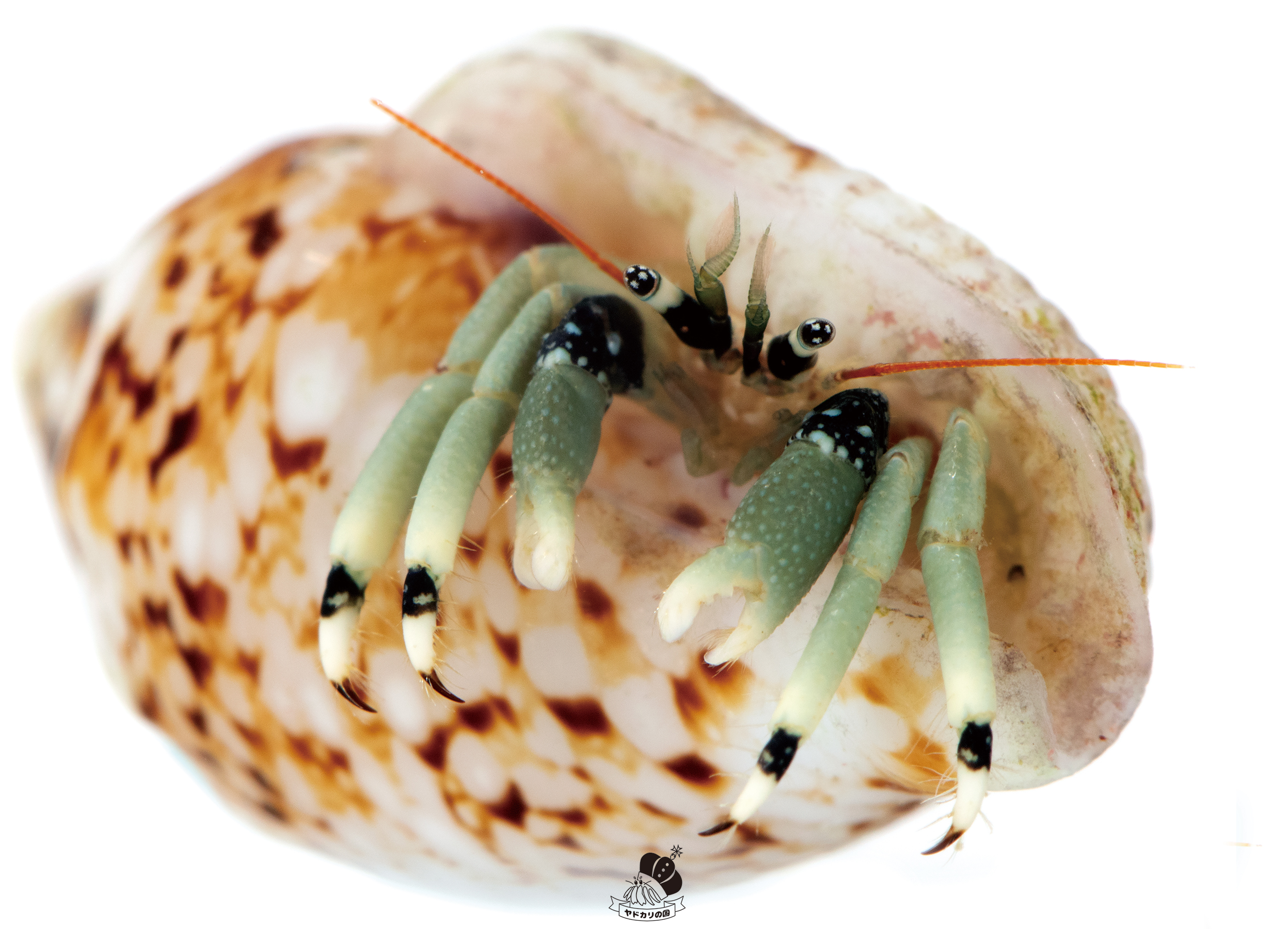 グアムサンゴヤドカリ | ヤドカリの国