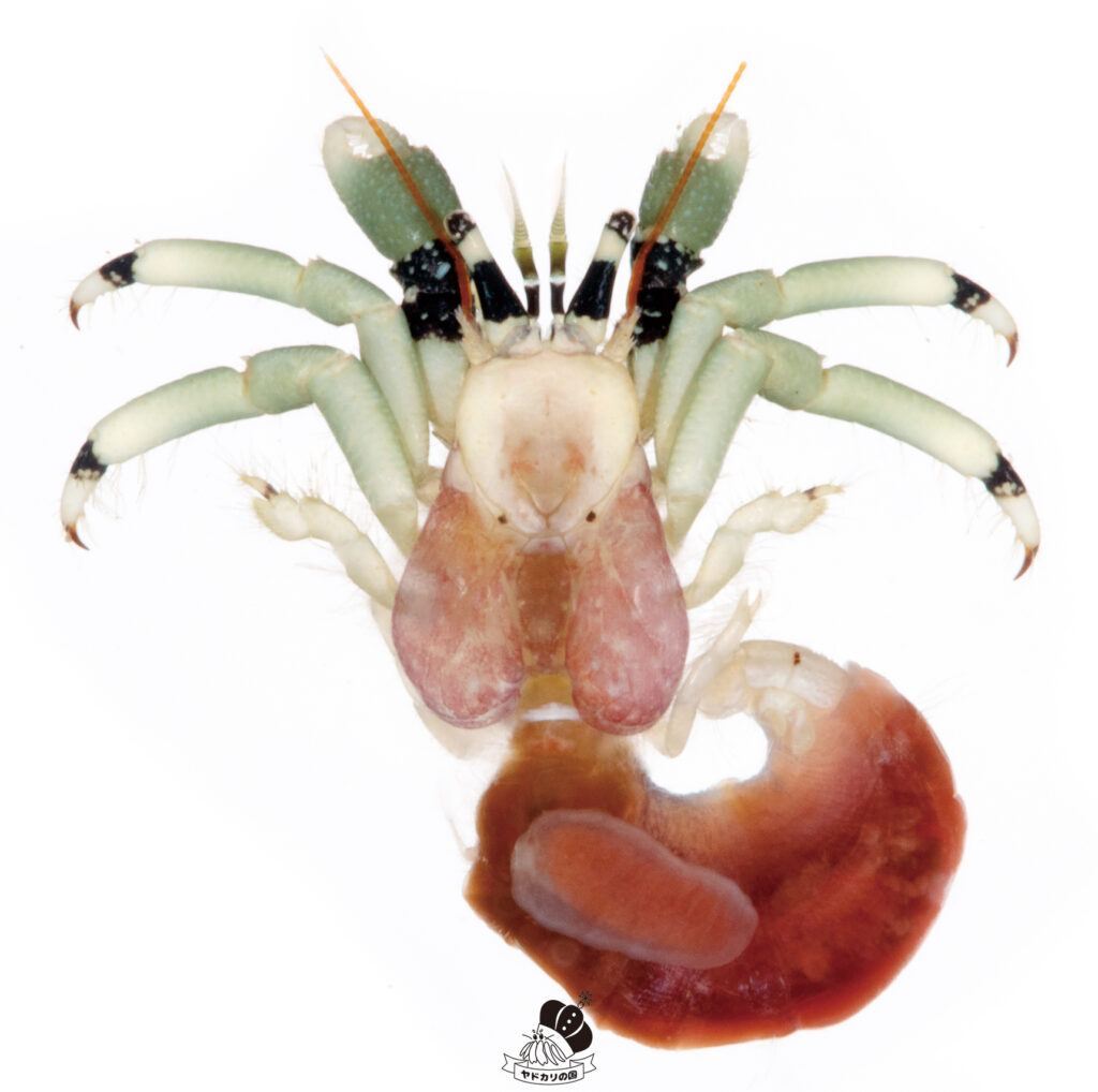 グアムサンゴヤドカリ | ヤドカリの国